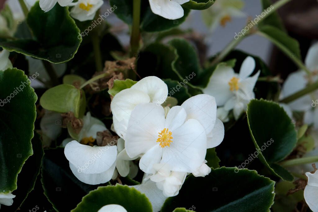 Begonia cucullata conocida como begonia cera flores florecientes ...