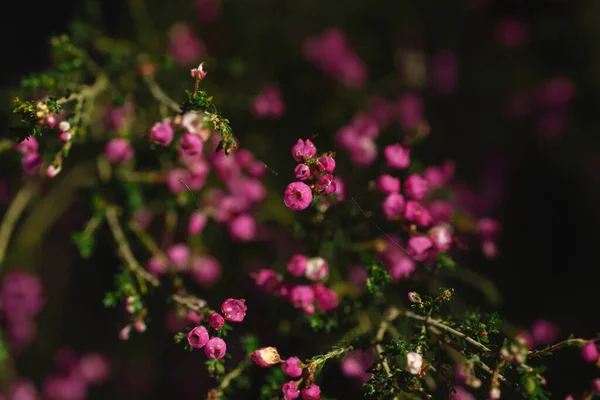 Arbusto enano heath Stock Photos, Royalty Free Arbusto enano heath ...