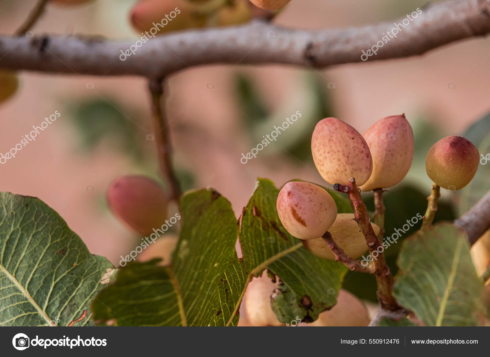 Ripe Pistachio Tree