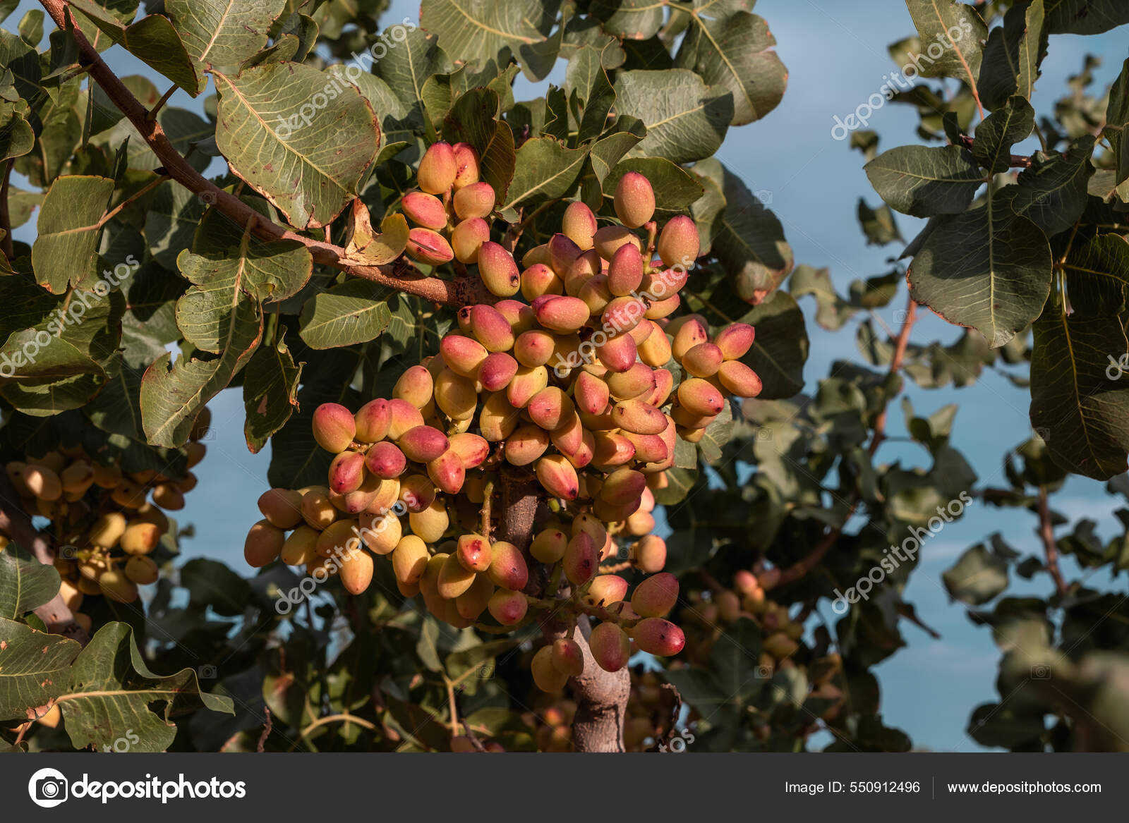 Ripe Pistachio Tree