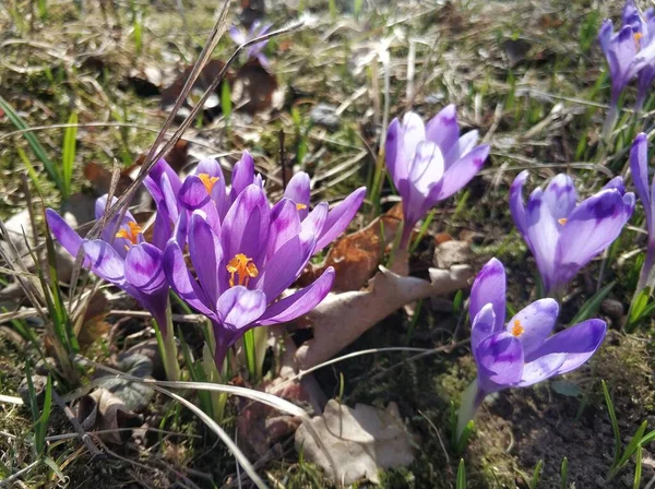 Spring flowers uk Stock Photos, Royalty Free Spring flowers uk Images ...