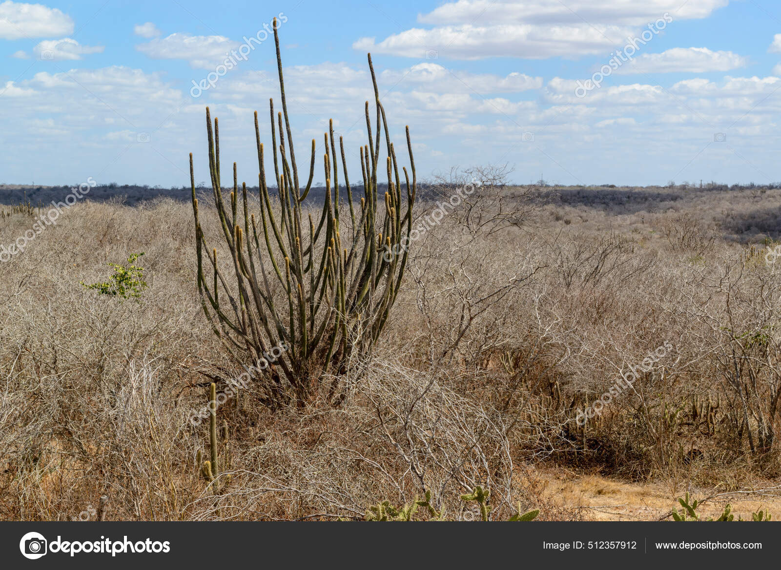 Brazilian Biome Caatinga Monteiro Paraiba Brazil December 2020 Stock ...