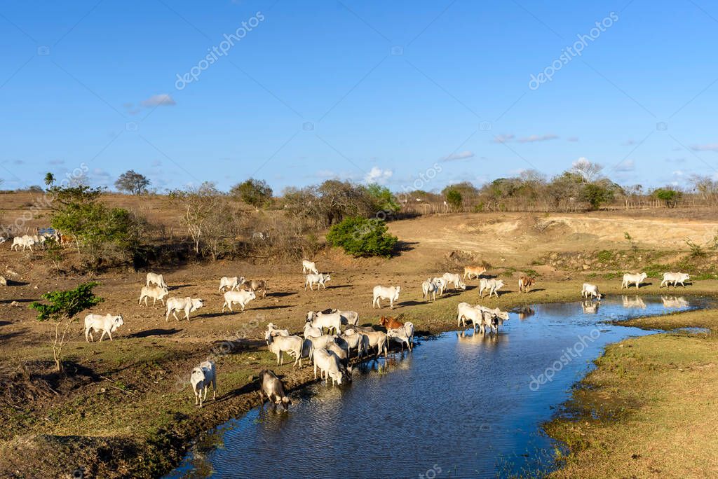 Bovino que huye de la sequ a y el agua potable en Pirari River, Jacarau ...