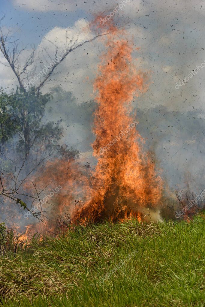 Bosque ardiendo. Fuego y árboles quemados en la Selva Atlántica ...