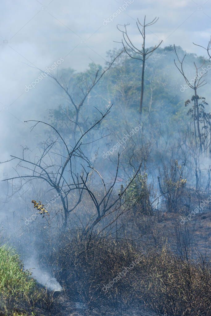 Bosque ardiendo. Fuego y árboles quemados en la Selva Atlántica ...
