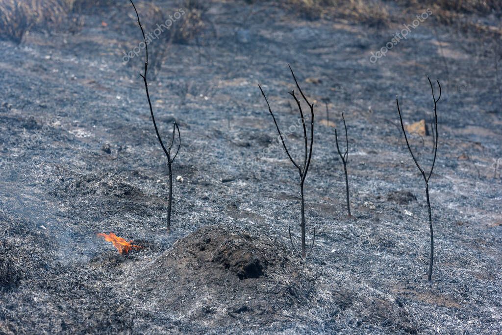 Bosque ardiendo. Fuego y árboles quemados en la Selva Atlántica ...