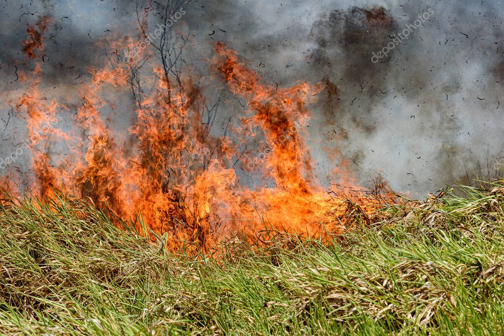 Bosque ardiendo. Fuego y árboles quemados en la Selva Atlántica ...