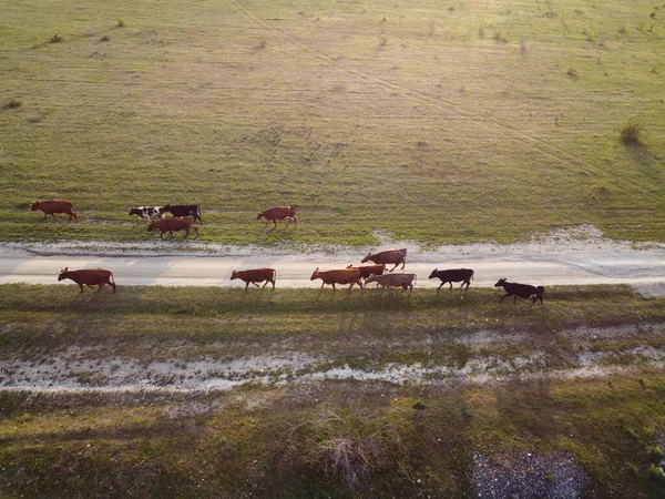 Cattle path Stock Photos, Royalty Free Cattle path Images | Depositphotos