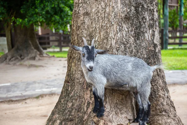 Goat tree Stock Photos, Royalty Free Goat tree Images | Depositphotos