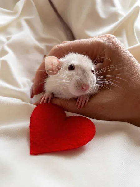 Rat heart Stock Photos, Royalty Free Rat heart Images | Depositphotos