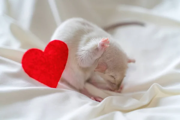 Rat heart Stock Photos, Royalty Free Rat heart Images | Depositphotos