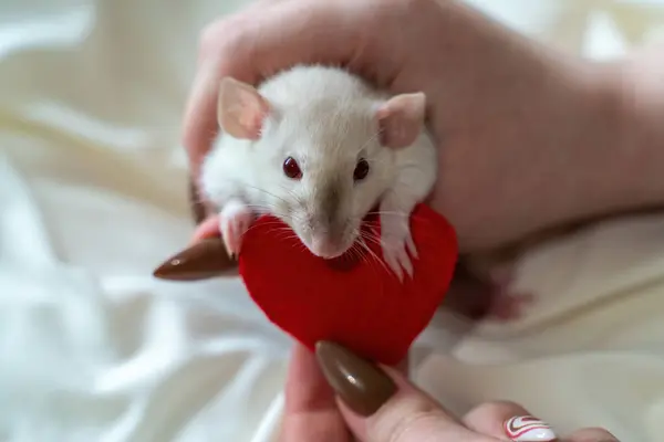 Rat heart Stock Photos, Royalty Free Rat heart Images | Depositphotos