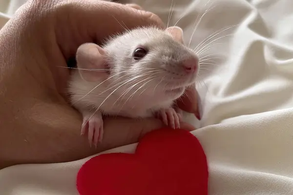 Liebe ratte fotos de stock, imágenes de Liebe ratte sin royalties ...