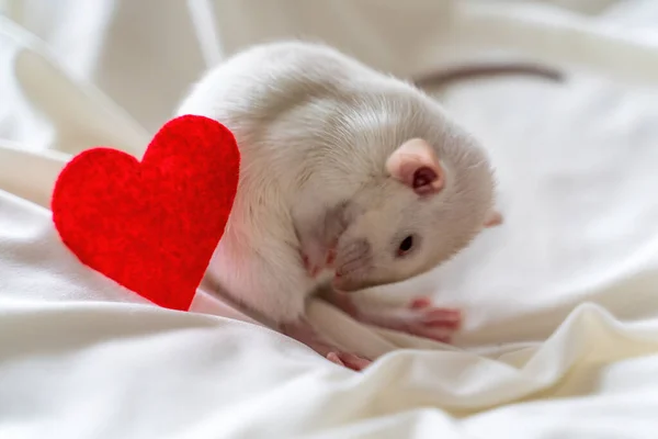 Love Rat