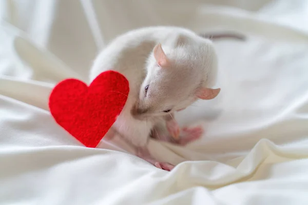 Rat heart Stock Photos, Royalty Free Rat heart Images | Depositphotos