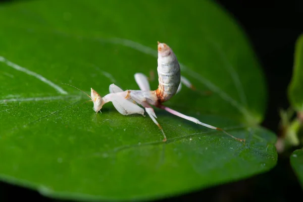 Orchid mantis Stock Photos, Royalty Free Orchid mantis Images ...