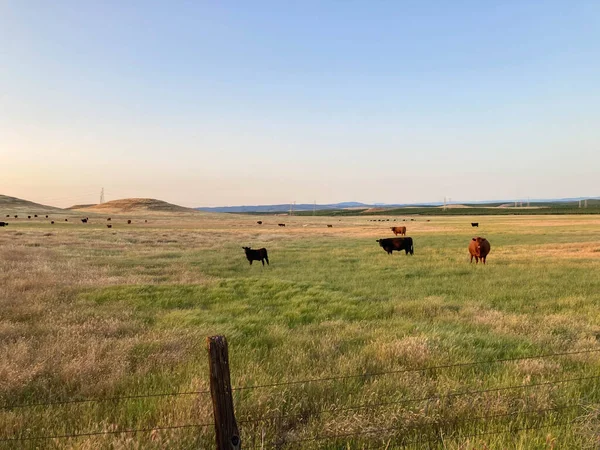A herd of cattle (cows) in a country field on a ranch in Oakdale ...