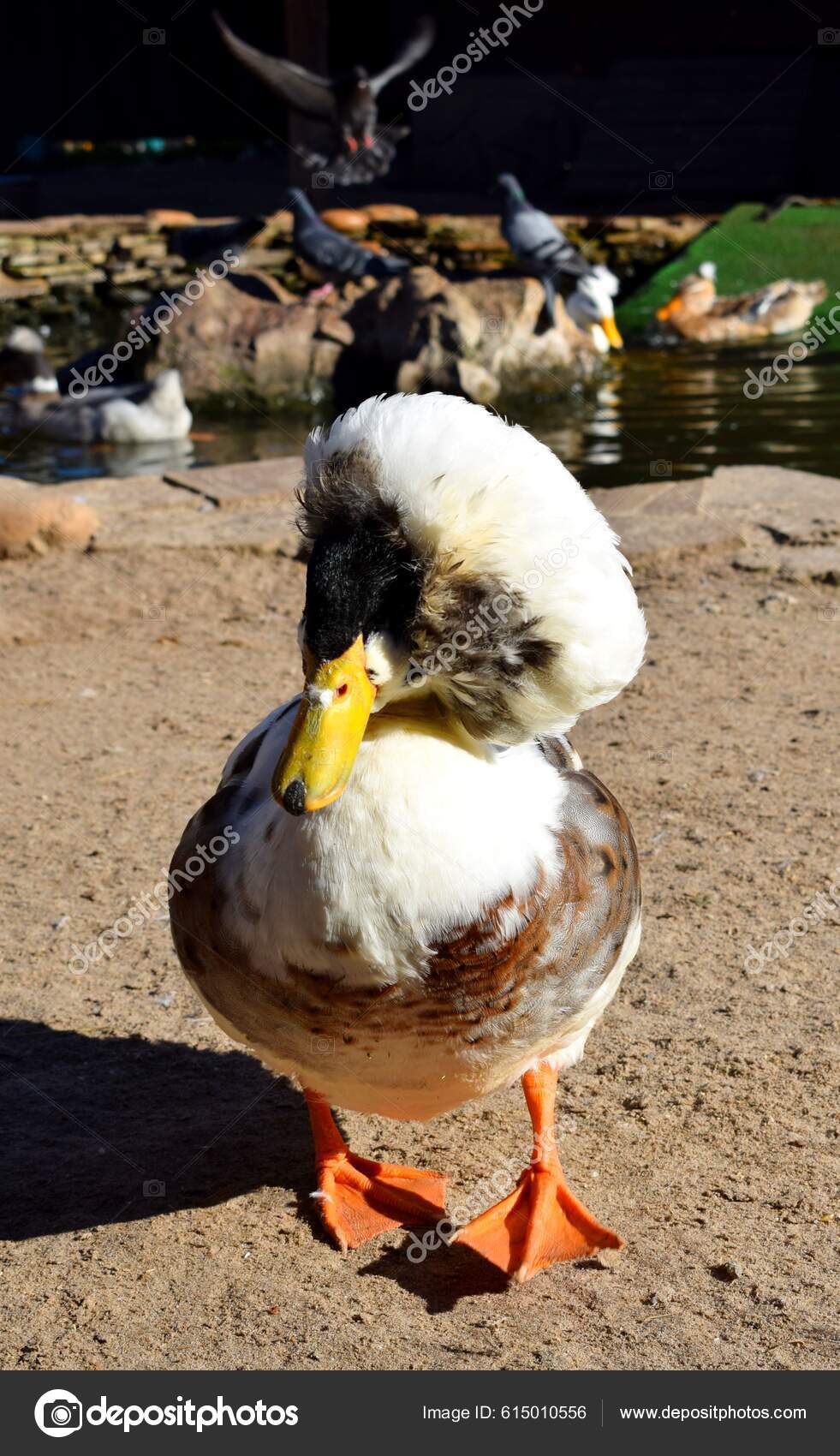 Funny Ducks
