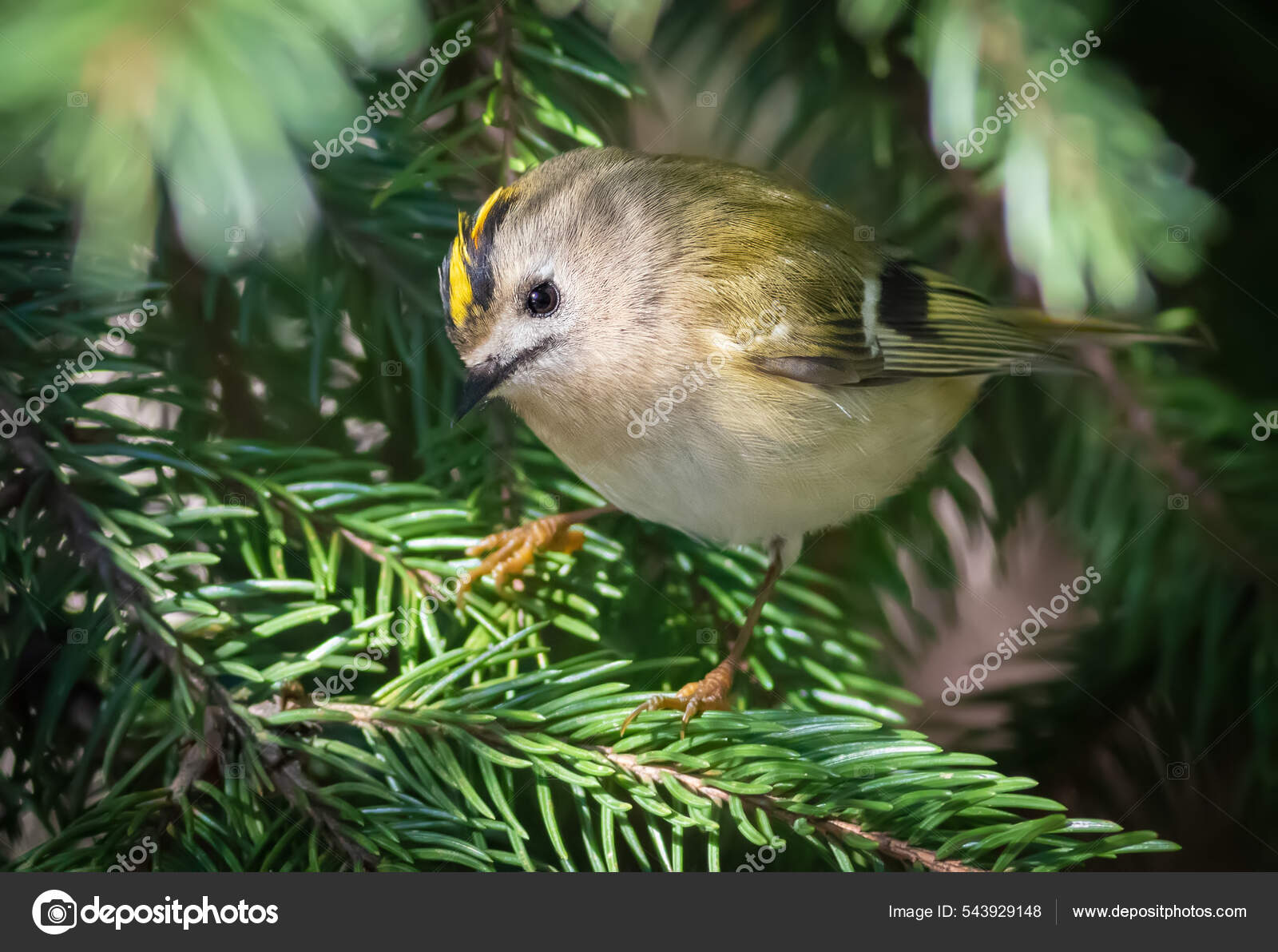 Goldcrest Regulus Regulus Smallest Bird Eurasia Stock Photo by ©YuriyBalagula 543929148