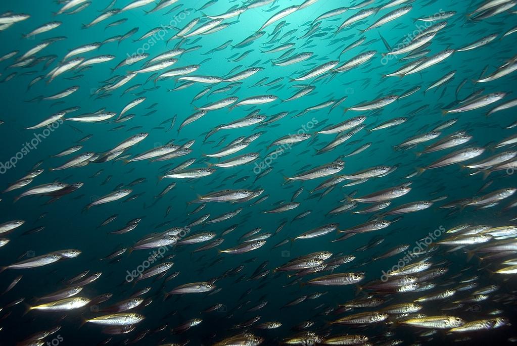 Sardine School