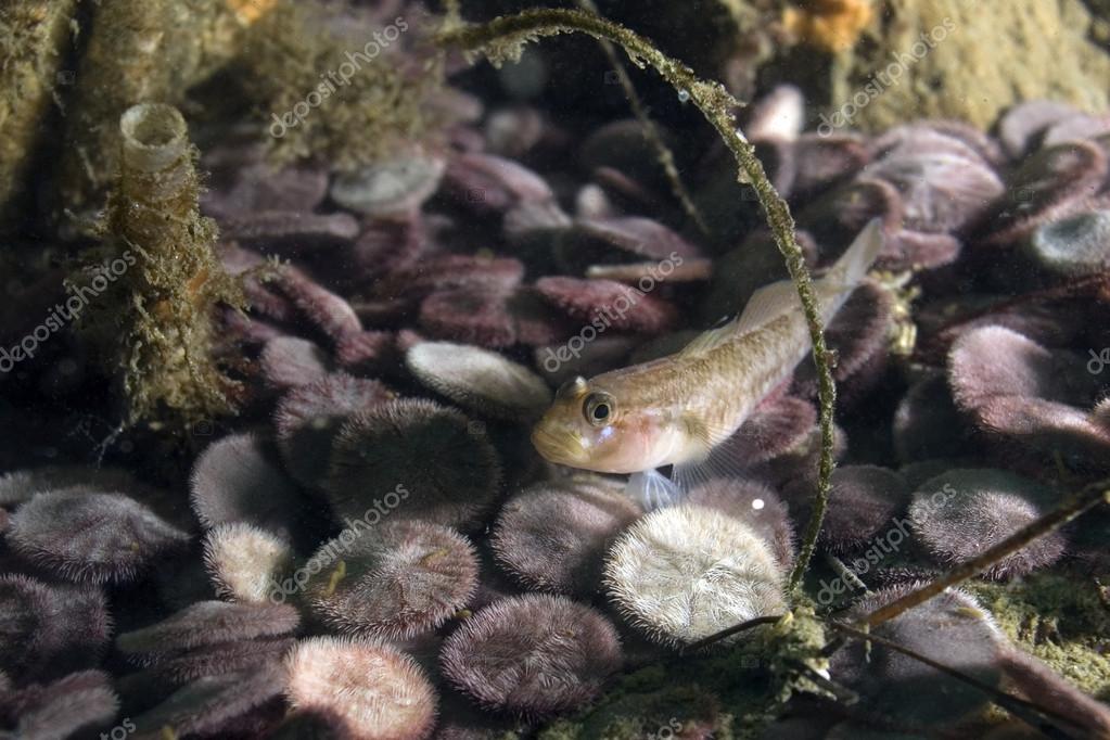 Pacific Ocean reef creatures Stock Photo by ©KGriff 51487599
