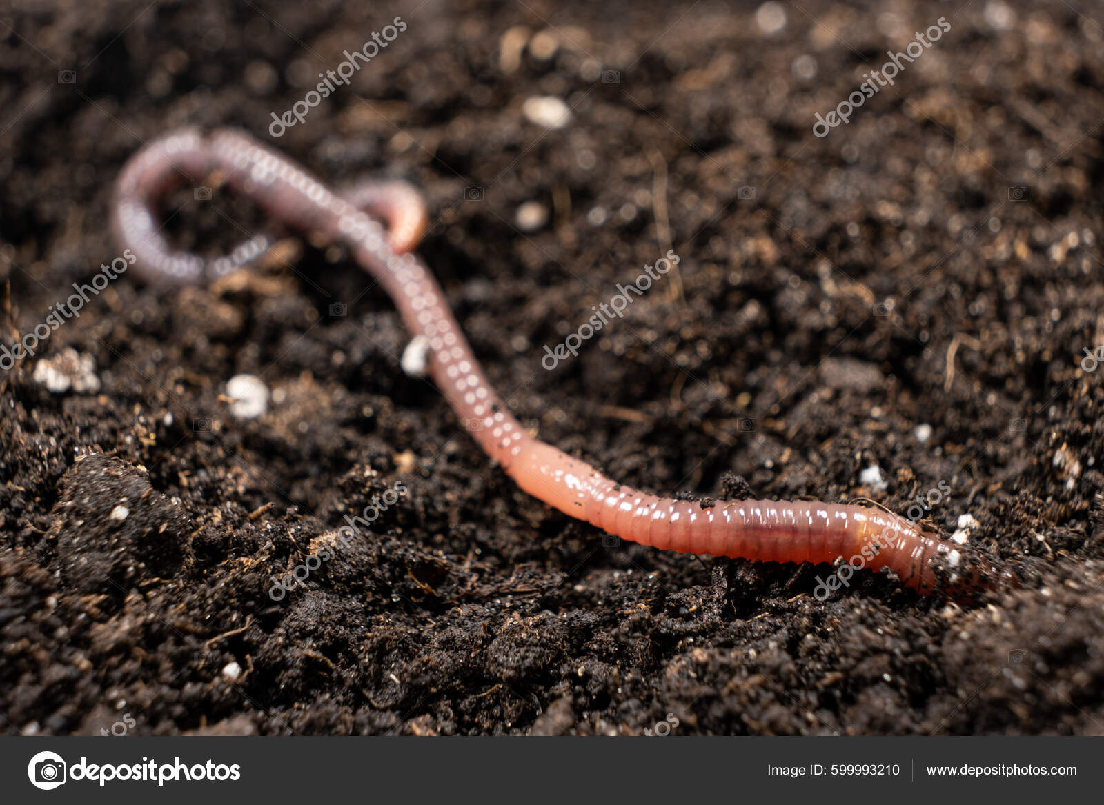 Big Beautiful Earthworm Black Soil Close — Foto de stock © GarnaZarina ...