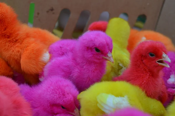 Pollitos de color fotos de stock, imágenes de Pollitos de color sin ...