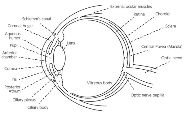 Structural Drawing Human Body Illustration Internal Organs Viscera ...