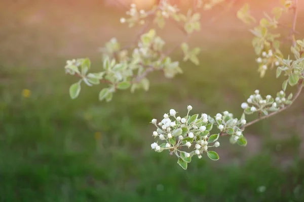 A branch of a flowering pear tree at sunset. The flowering season of ...