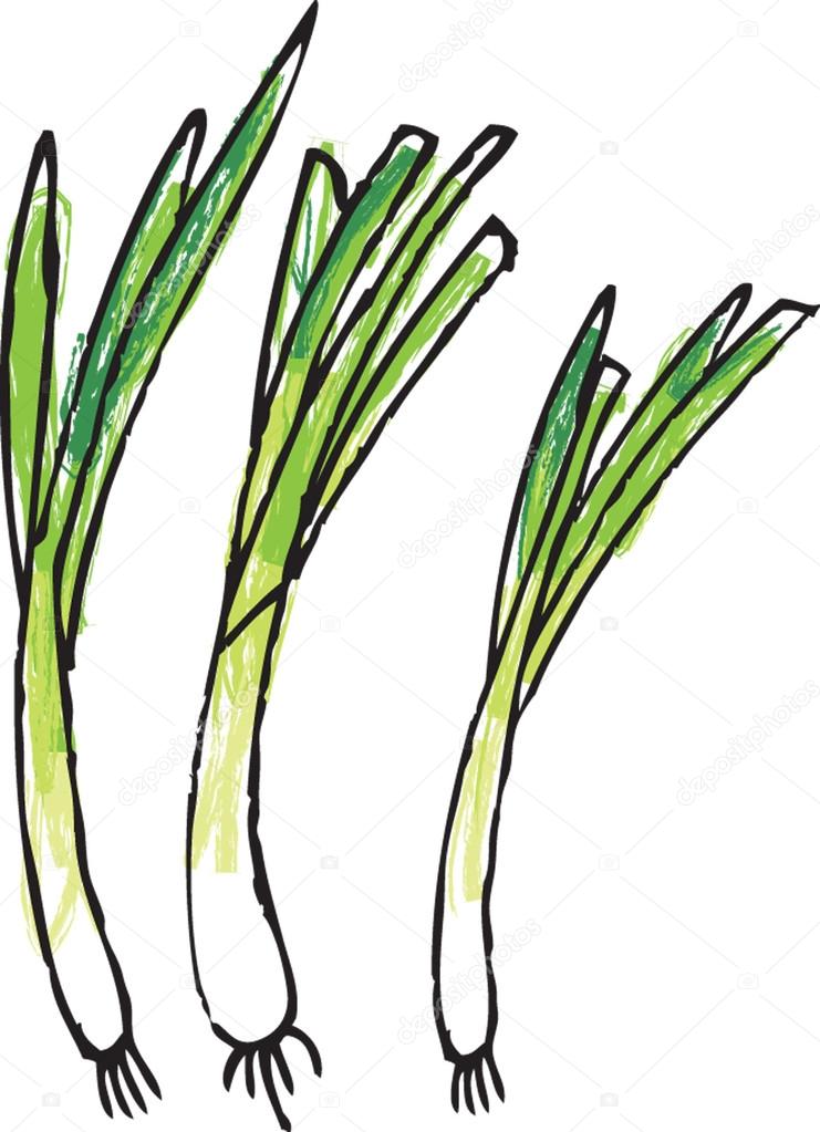 Fresh spring onions Stock Vector Image by ©OMW #47788857