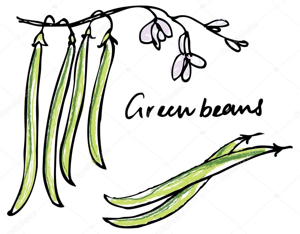 Clipart D'un Haricot Vert Simple