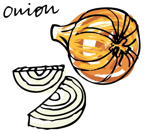 Onion layers Vector Art Stock Images | Depositphotos