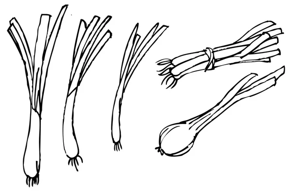 Onion drawing Vector Art Stock Images | Depositphotos