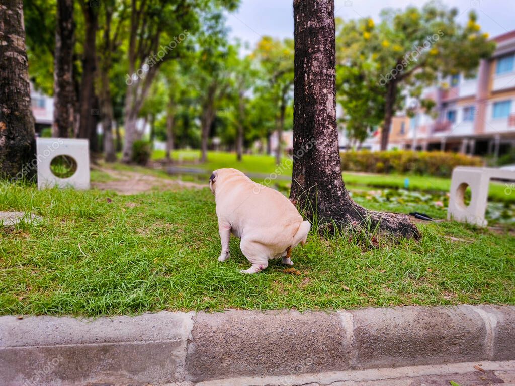 White Pug pooping on the grasses in the park. Clean after your dog ...