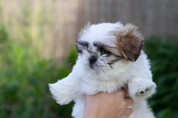 Shih tzu puppy Stock Photos, Royalty Free Shih tzu puppy Images ...