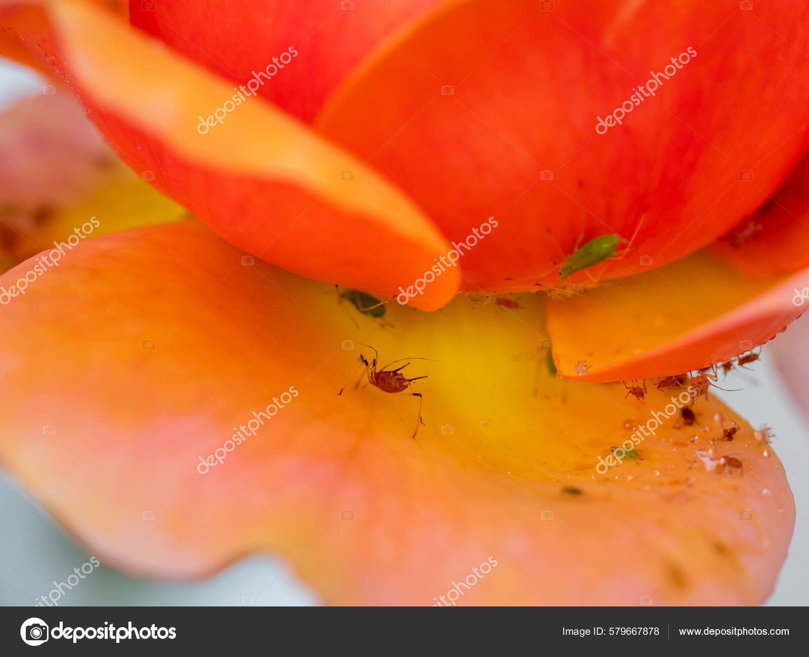 Aphids Pests Destroy Attack Flowers Roses Attacked Insects Macro Shot ...