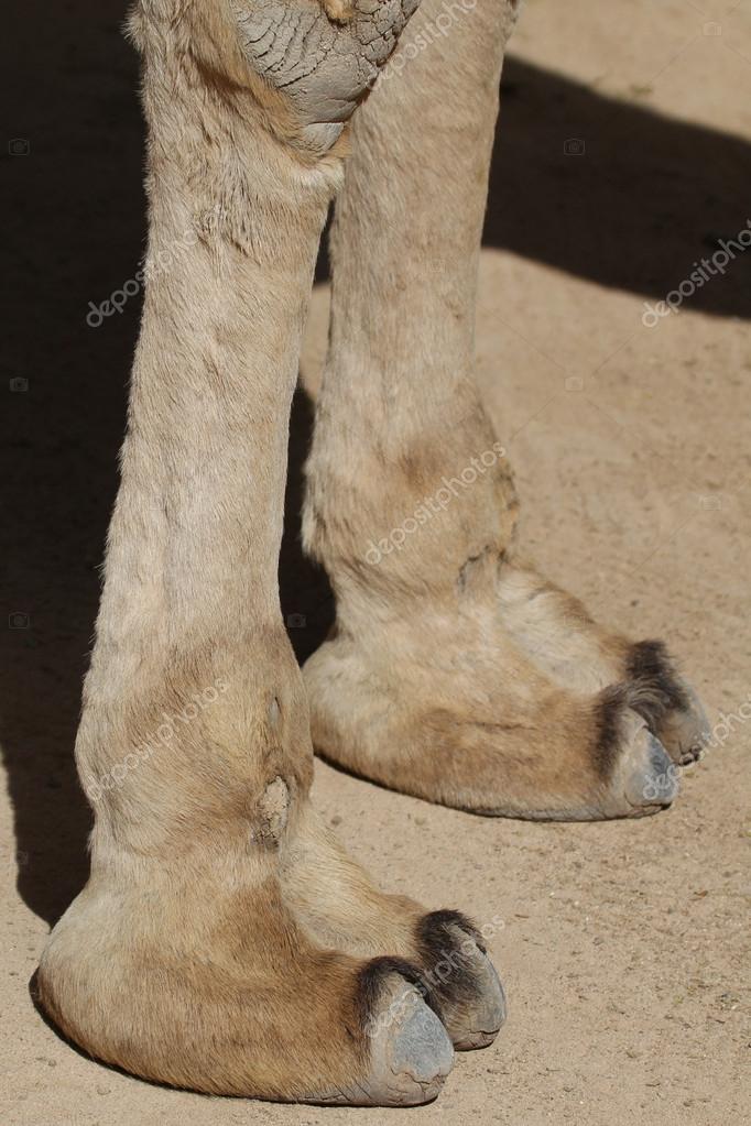 Camels Feet