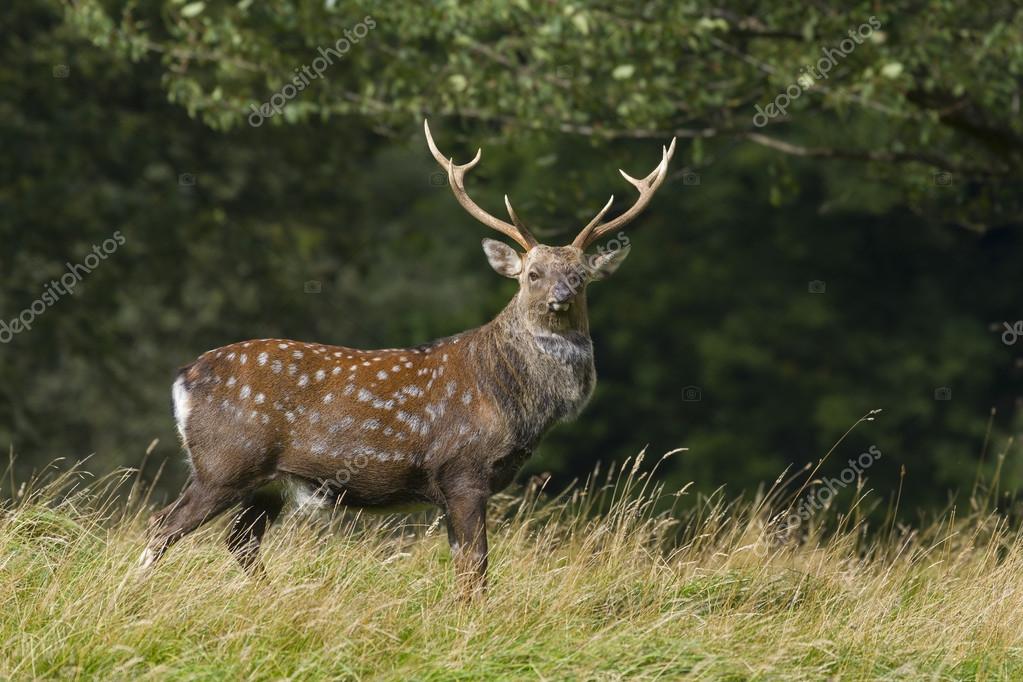 Sika Deer (Cervus nippon) — Stock Photo © chris2766 #47868281