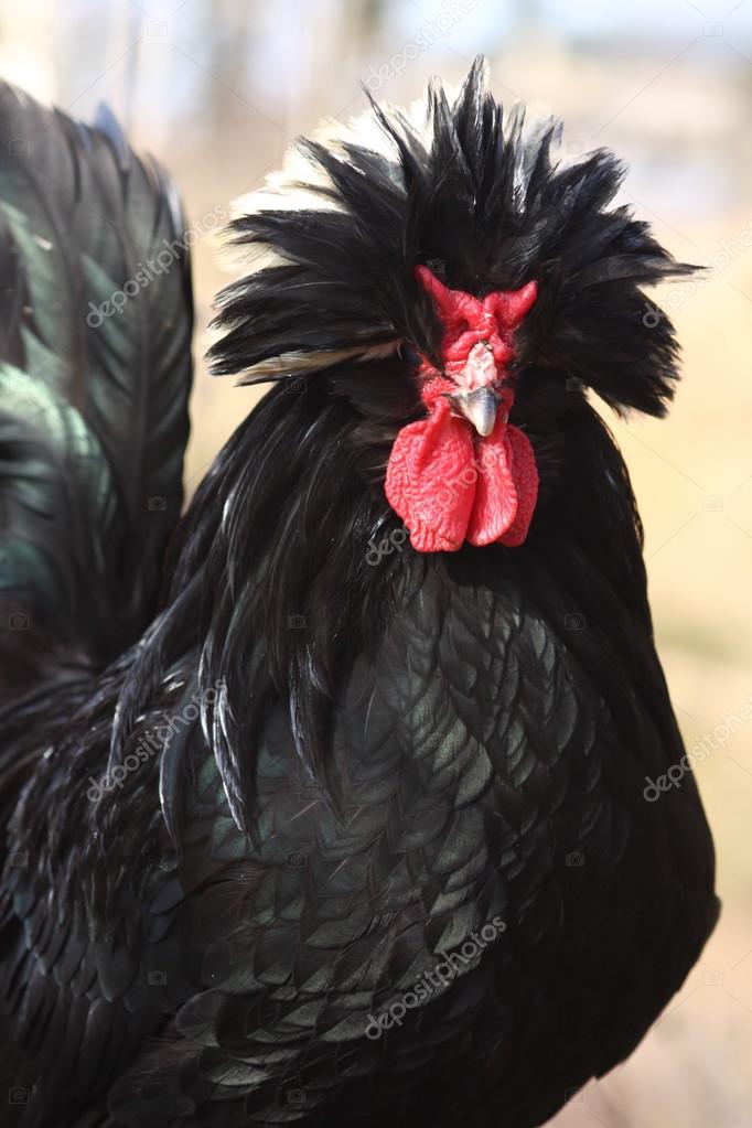 Black Cockerel — Stock Photo © chris2766 #50276111