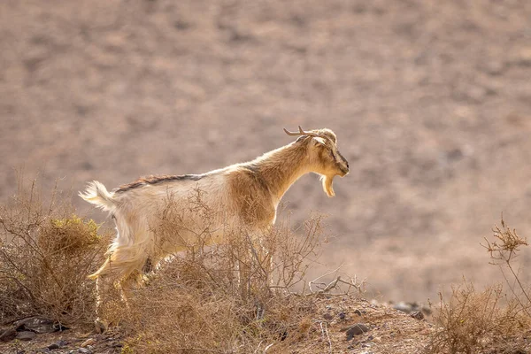Desert goat Stock Photos, Royalty Free Desert goat Images | Depositphotos