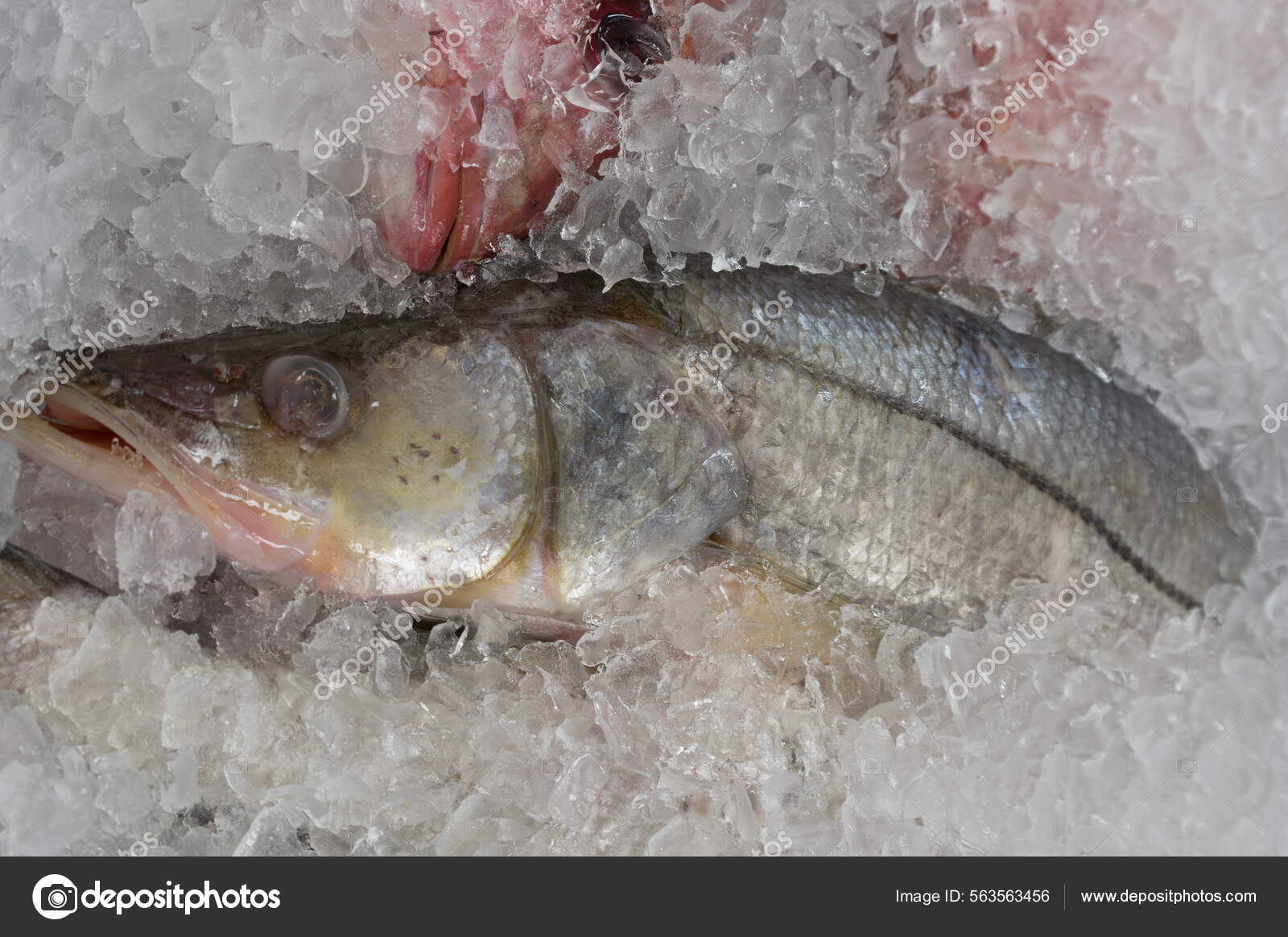 Image Fresh Robalo Snook Fish Ice Shown Fish Market — Stock Photo ...