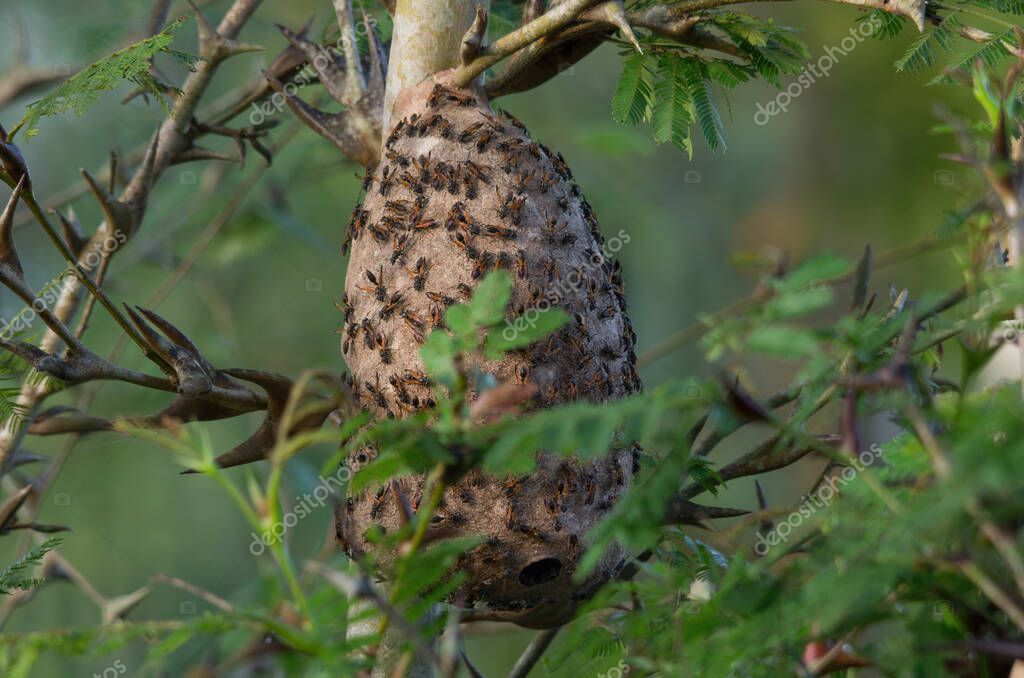 Imagen de un nido de avispa construido sobre una acacia de espinas ...
