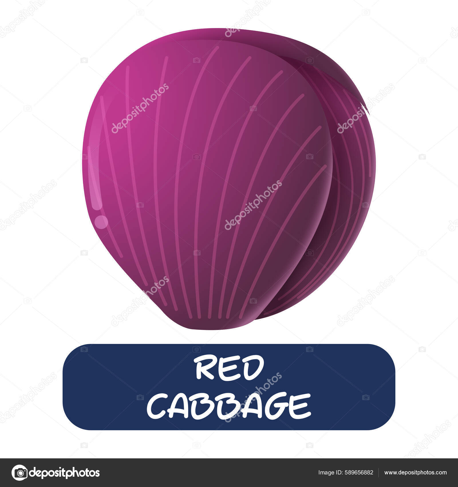 Cartoon Red Cabbage Vegetables Vector Isolated White Background Stock ...