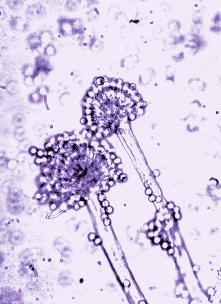 Aspergillus Niger Structure