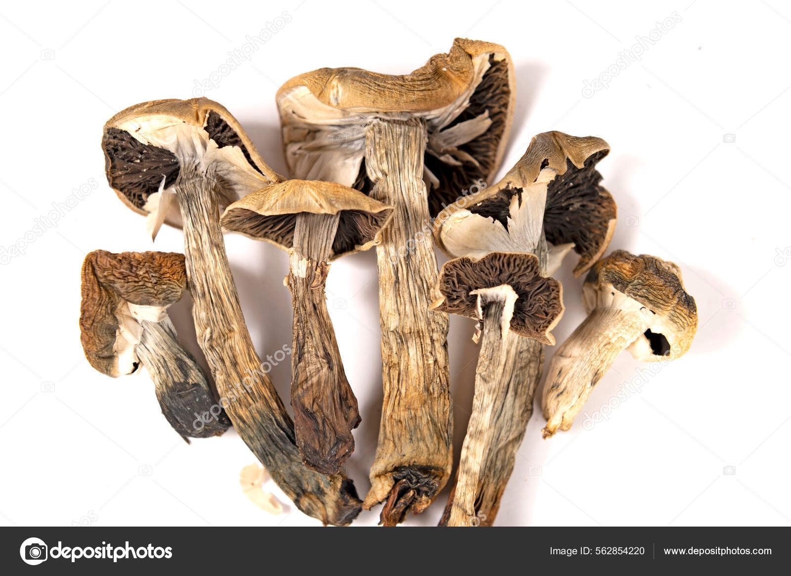 Champignons Magiques Séchés Psilocybe Cubensis Isolés Sur Fond Blanc ...