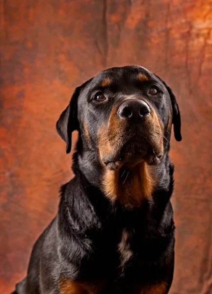 Angry Rottweiler Wallpaper