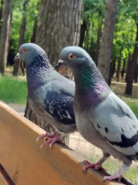 Two dove birds one by one on a wooden park bench. The background is ...