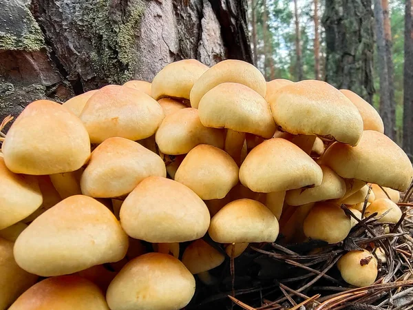 Many yellow mushrooms in the form of mycelium grow at the base of the ...