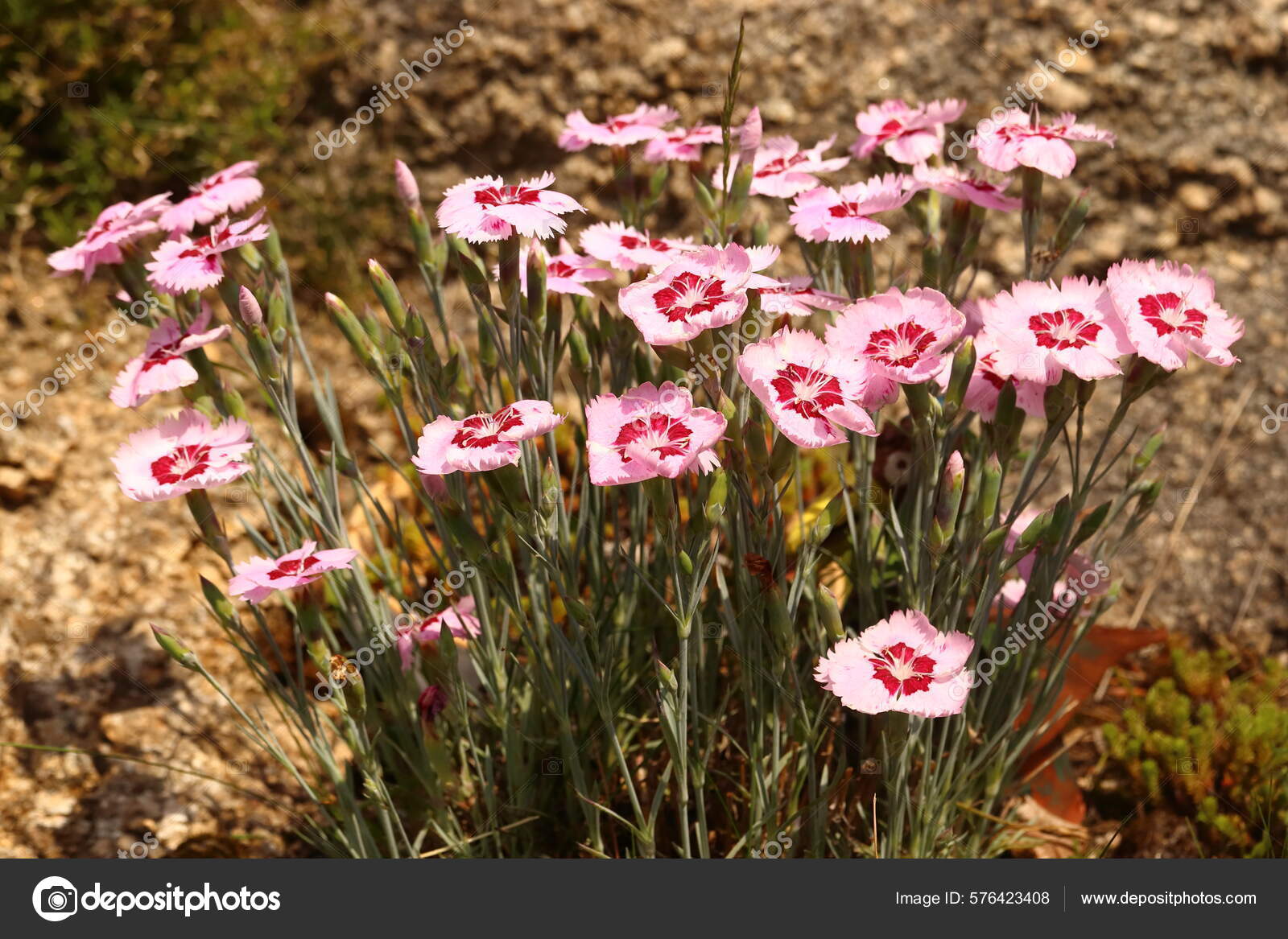 Dianthus Arctic Fire