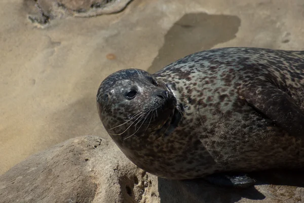 Gray seal face Stock Photos, Royalty Free Gray seal face Images ...